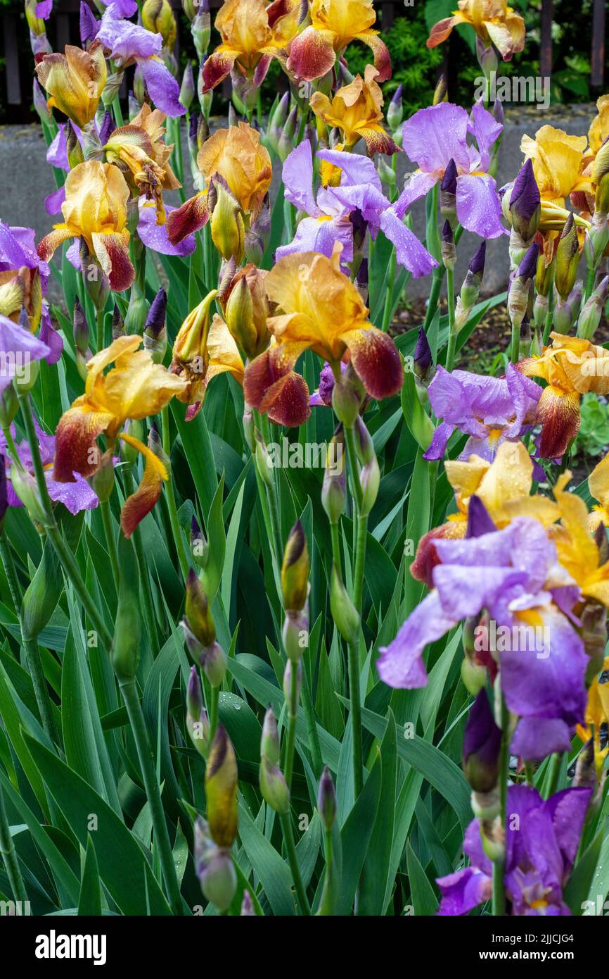 Blooming irises on a garden bed on a sunny summer day Stock Photo - Alamy