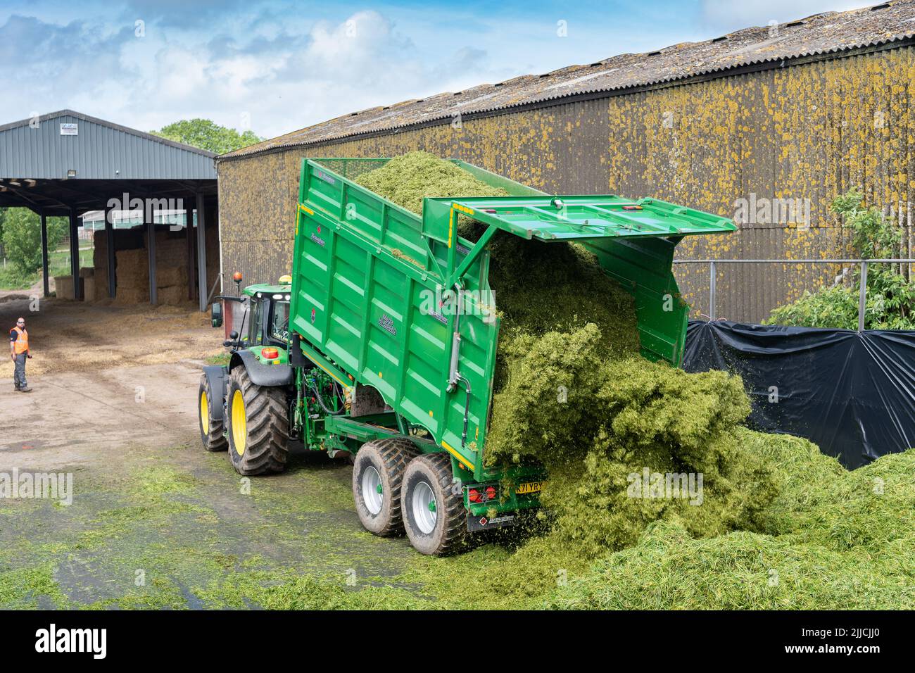 Tractor and trailer tipping harvested grass in a silage pit on a dairy ...