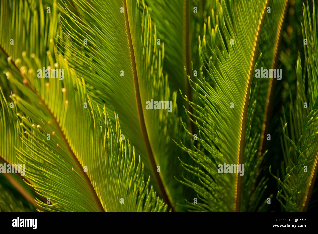 Tropical palm leaves with abstract green texture background. Green ...