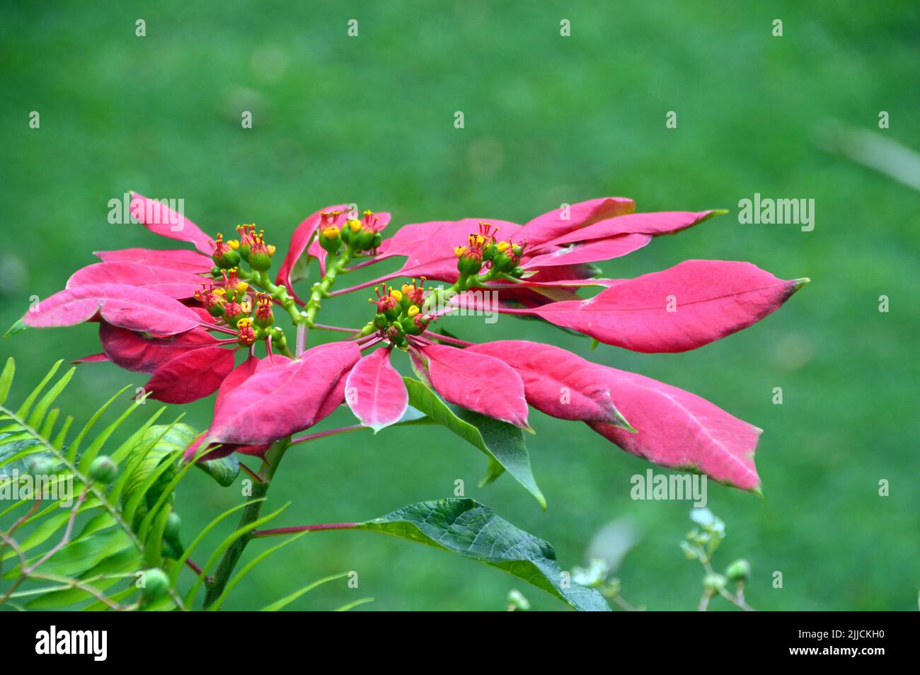 Red Bracts (Leaves) on a Poinsettia 'Euphorbia pulcherrima' Shrub ...