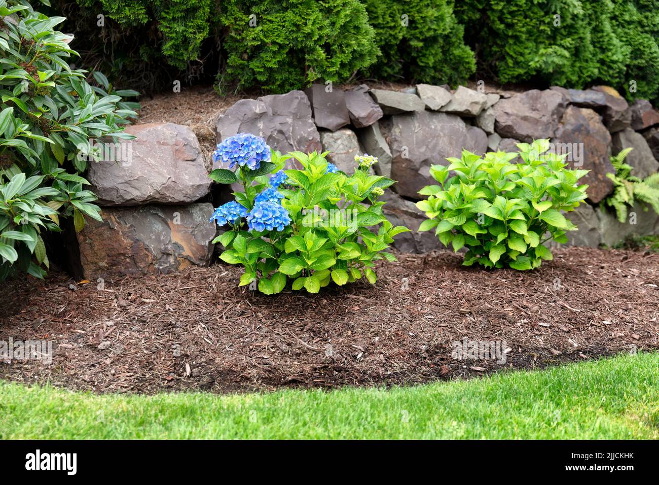 Blue hydrangea flowers starting to bloom in flowerbed with stone wall ...