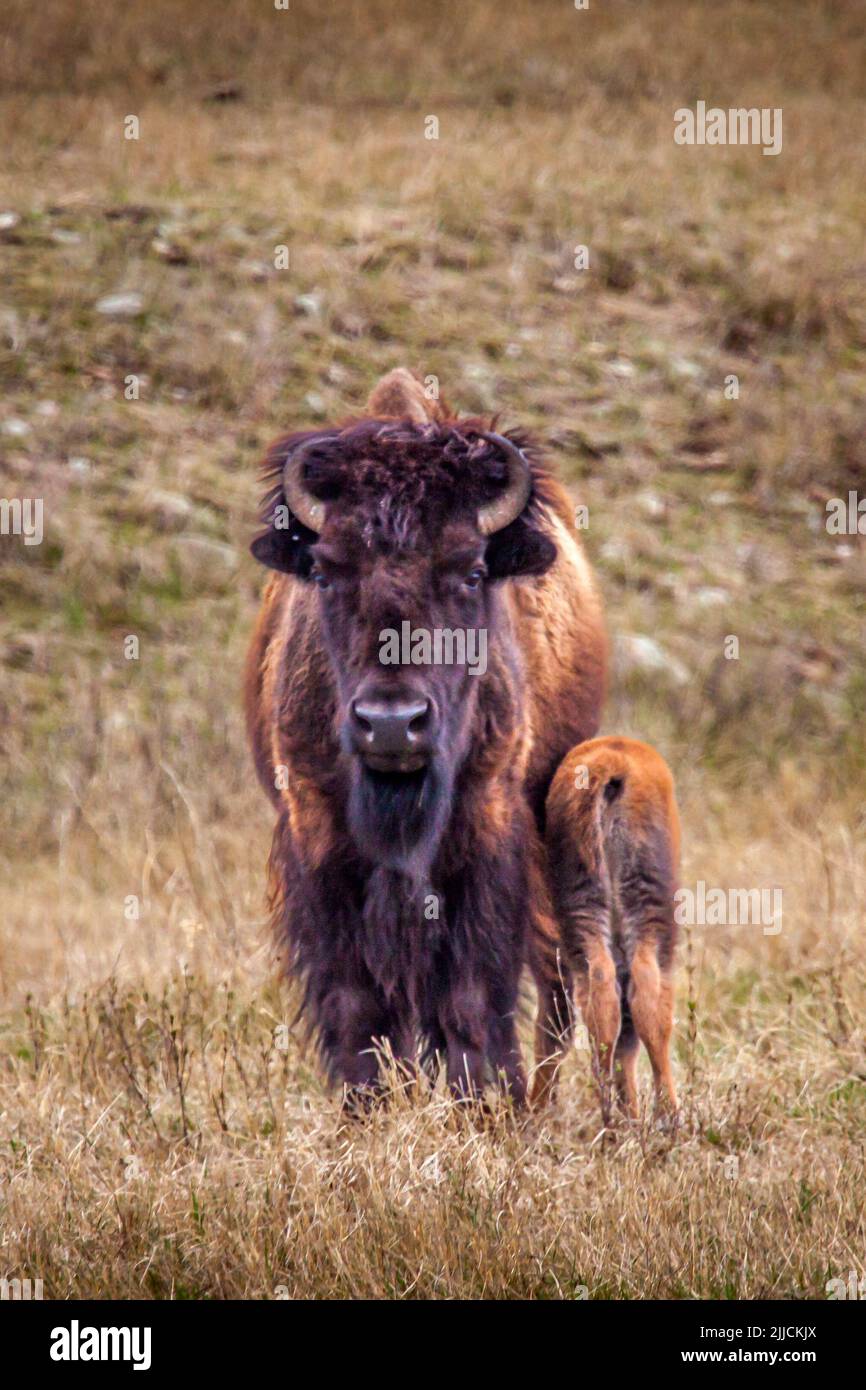 Bison mother and calf side by side on a hillside, head-on Stock Photo ...