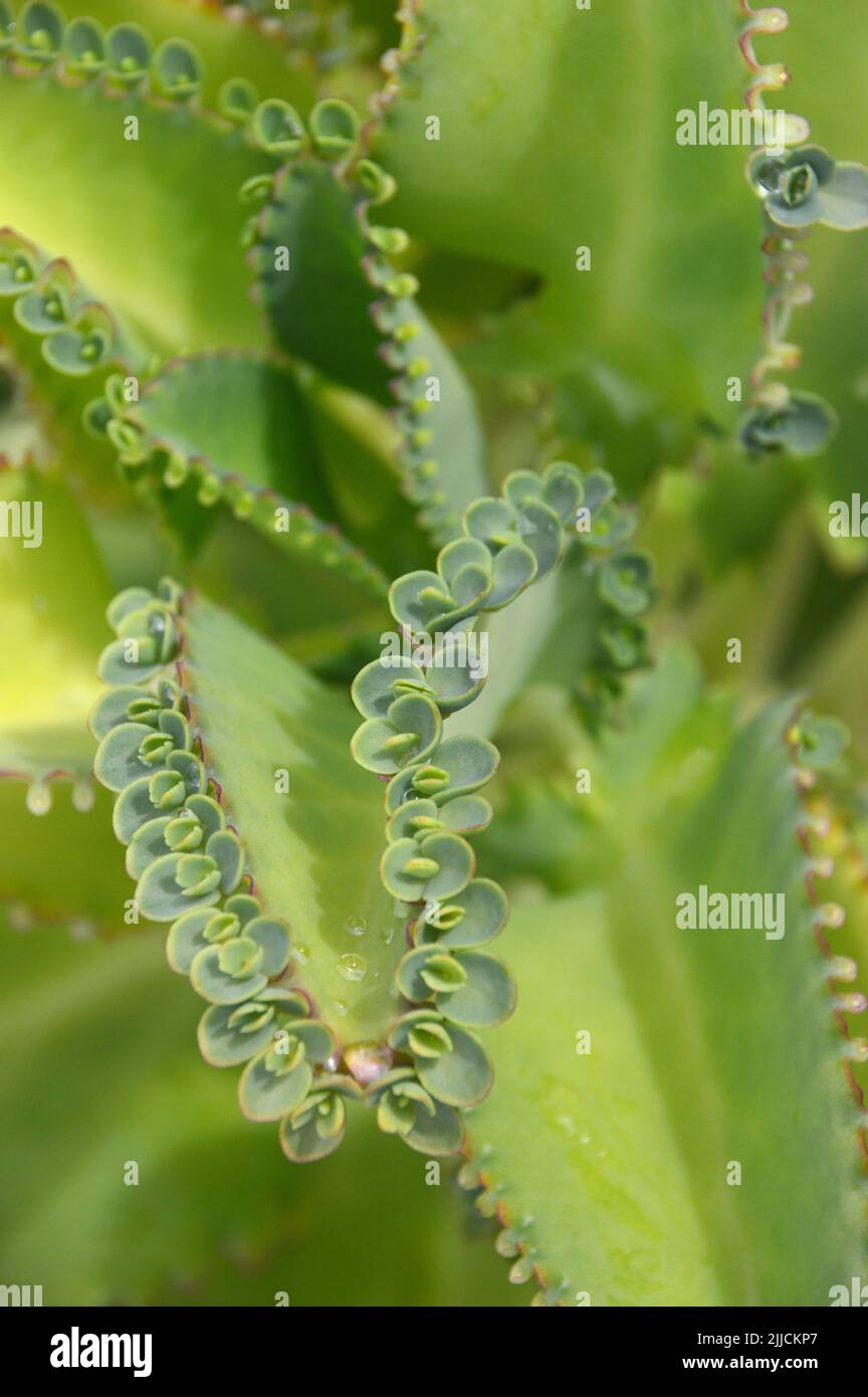 Mother of Thousands/Alligator Plant (Kalanchoe Daigremontiana ...