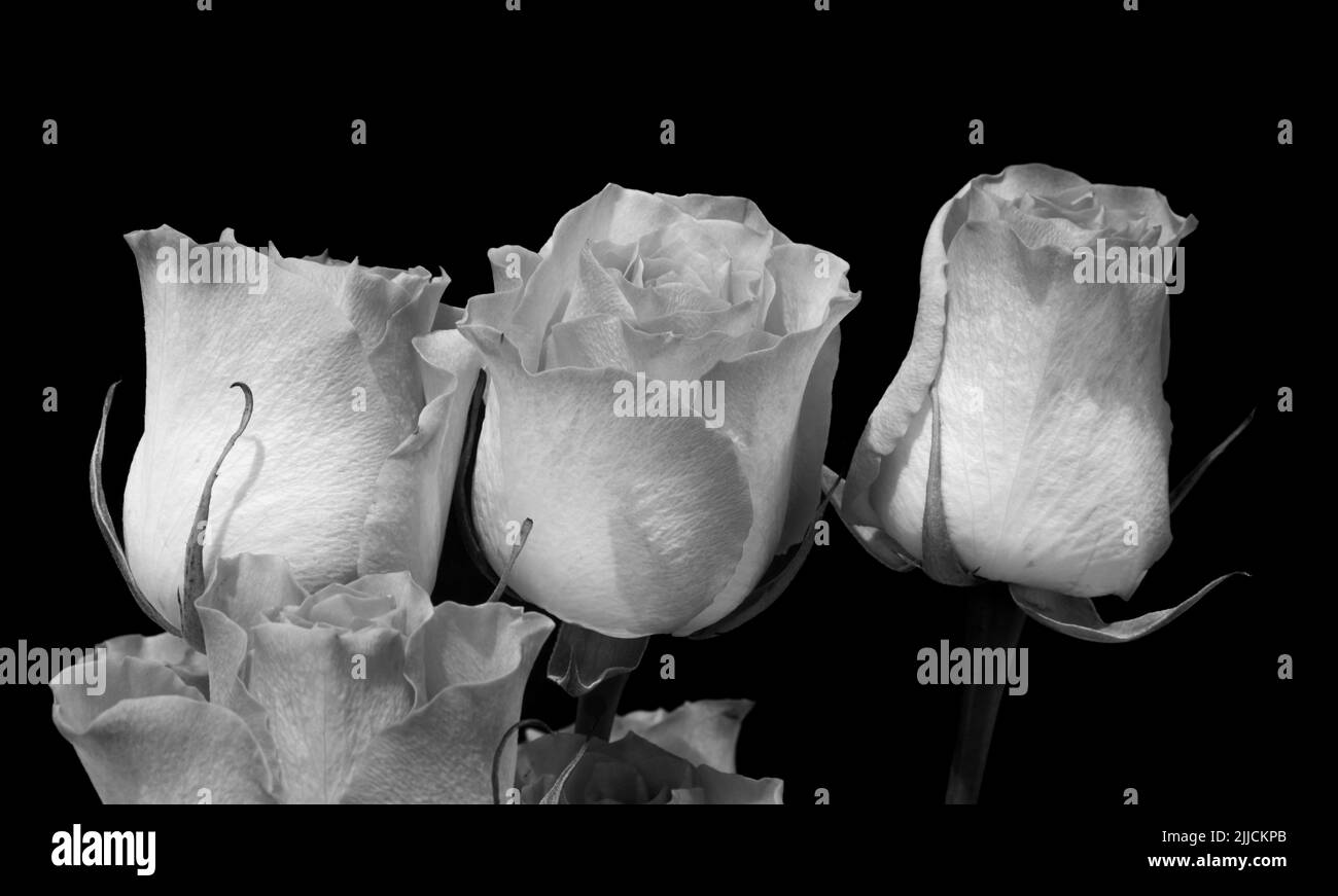 3 Roses in Black and White Stock Photo - Alamy