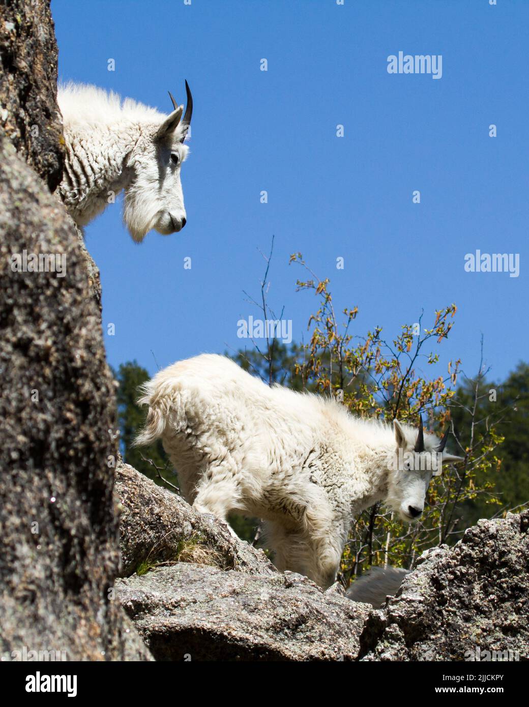 Mountain Goat Nanny and Kid Climbing in the Rocks Stock Photo - Alamy