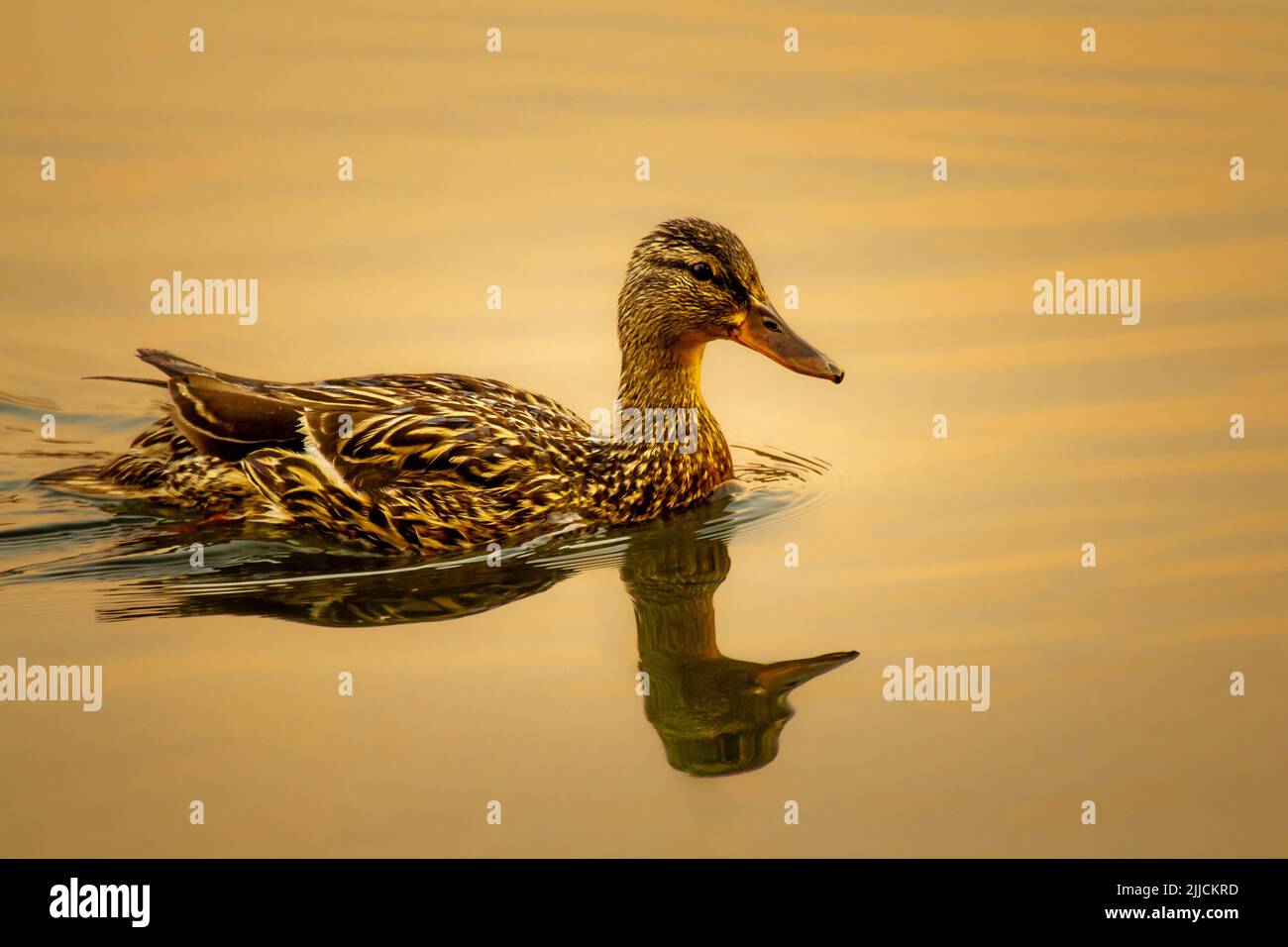 Malard Duck Golden Reflection Stock Photo - Alamy