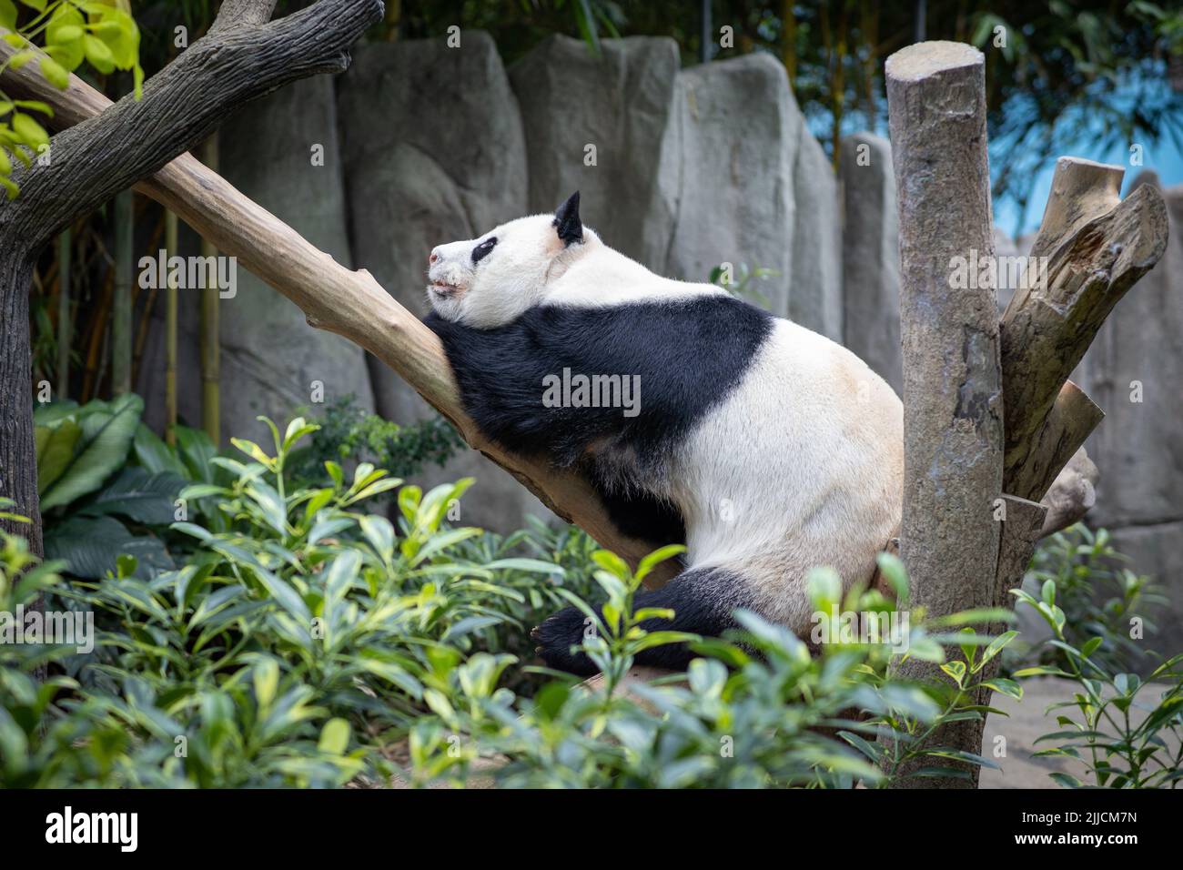 A giant panda lying on the tree trunk Stock Photo - Alamy
