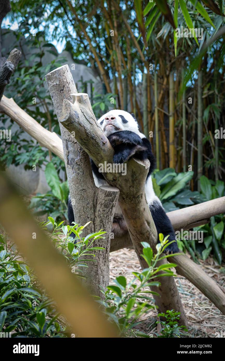 A giant panda lying on the tree trunk Stock Photo - Alamy