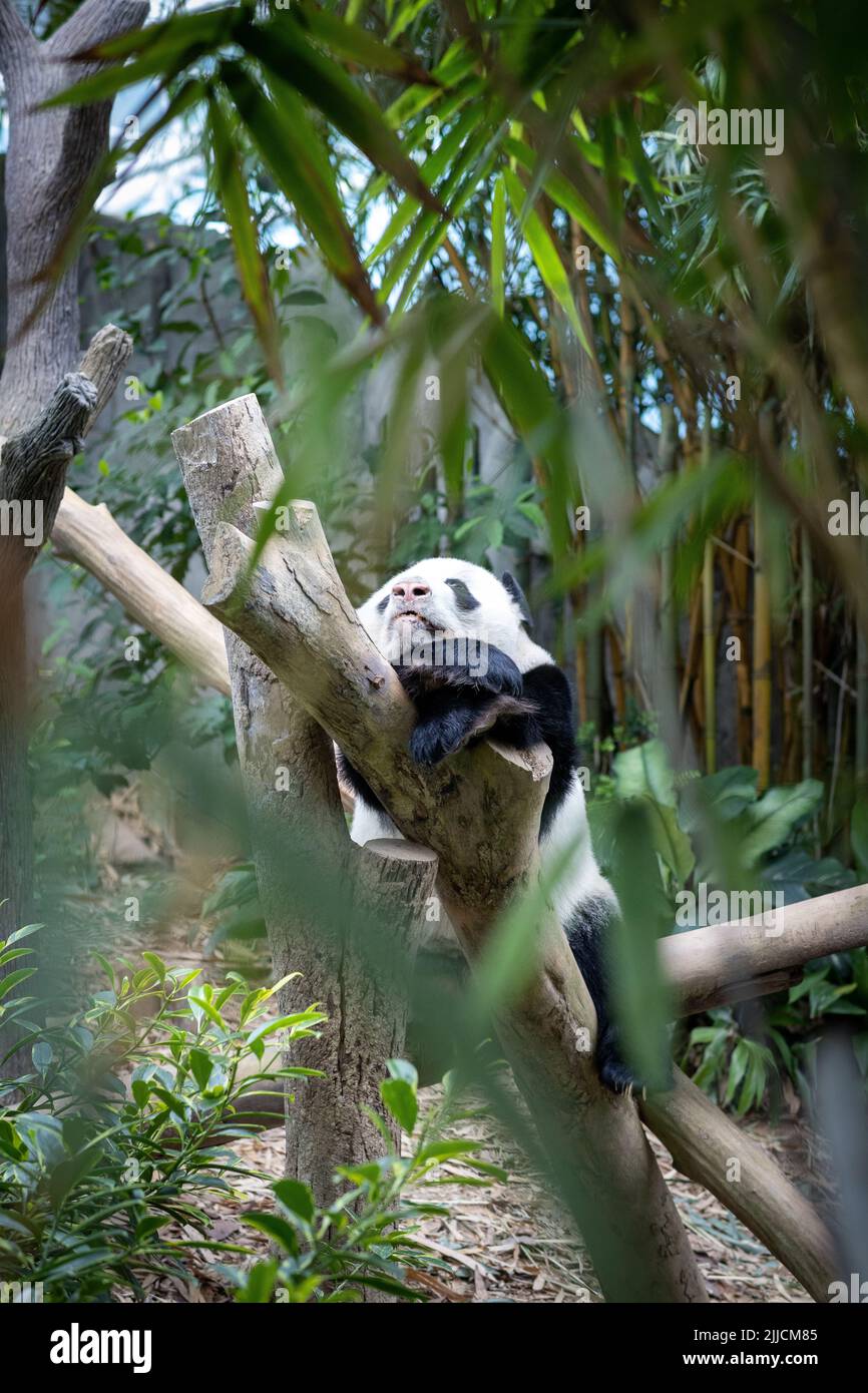 A giant panda lying on the tree trunk Stock Photo - Alamy