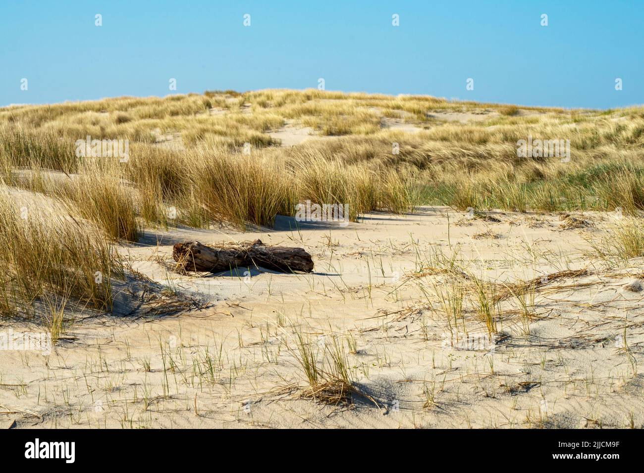 Sand dunes on the island of Rømø in Denmark Stock Photo - Alamy