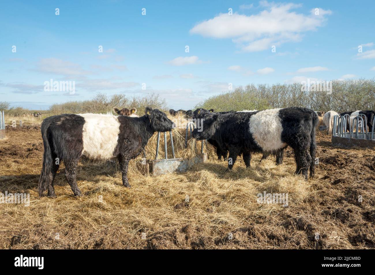 Meadow farming hi-res stock photography and images - Alamy