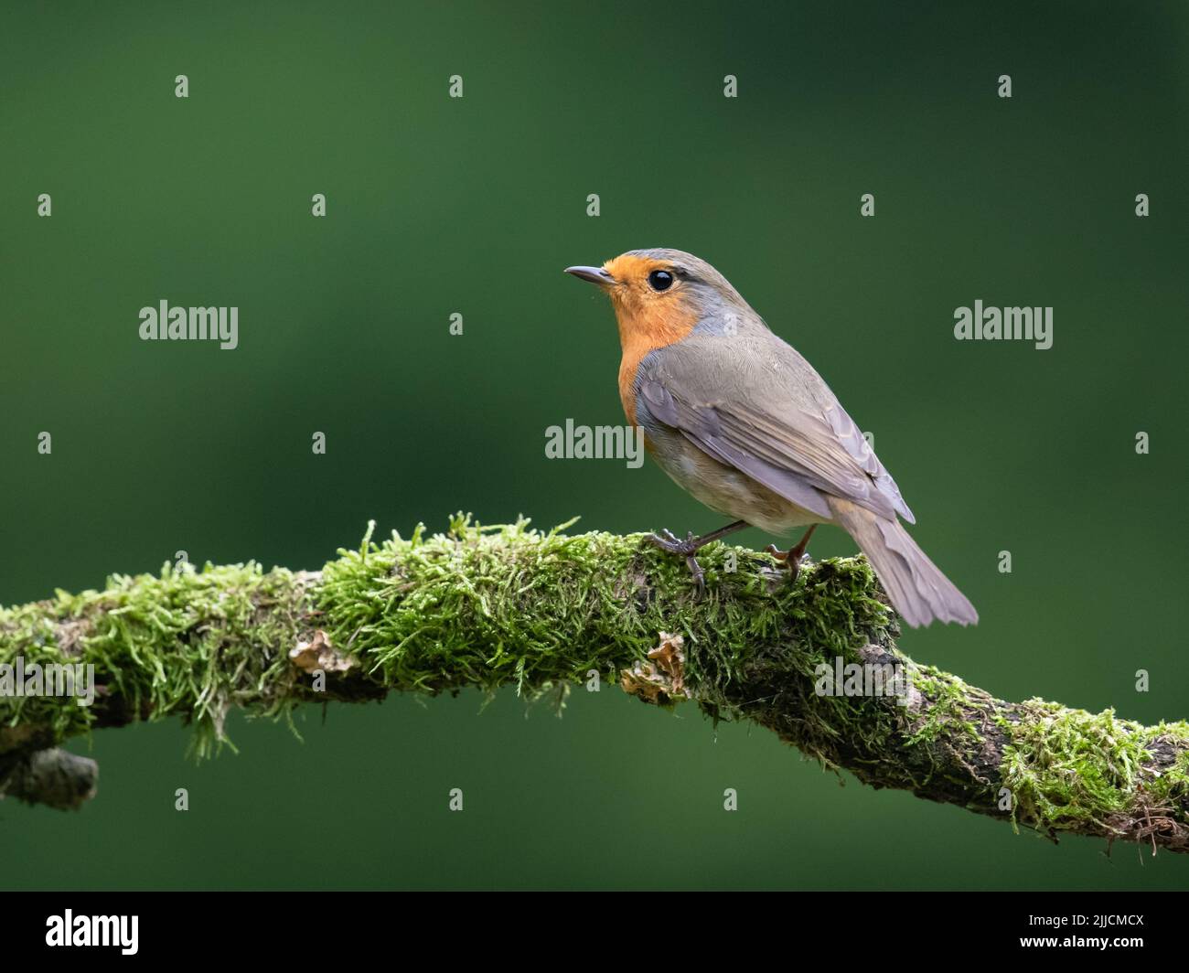 A selective focus of a robin bird Stock Photo - Alamy