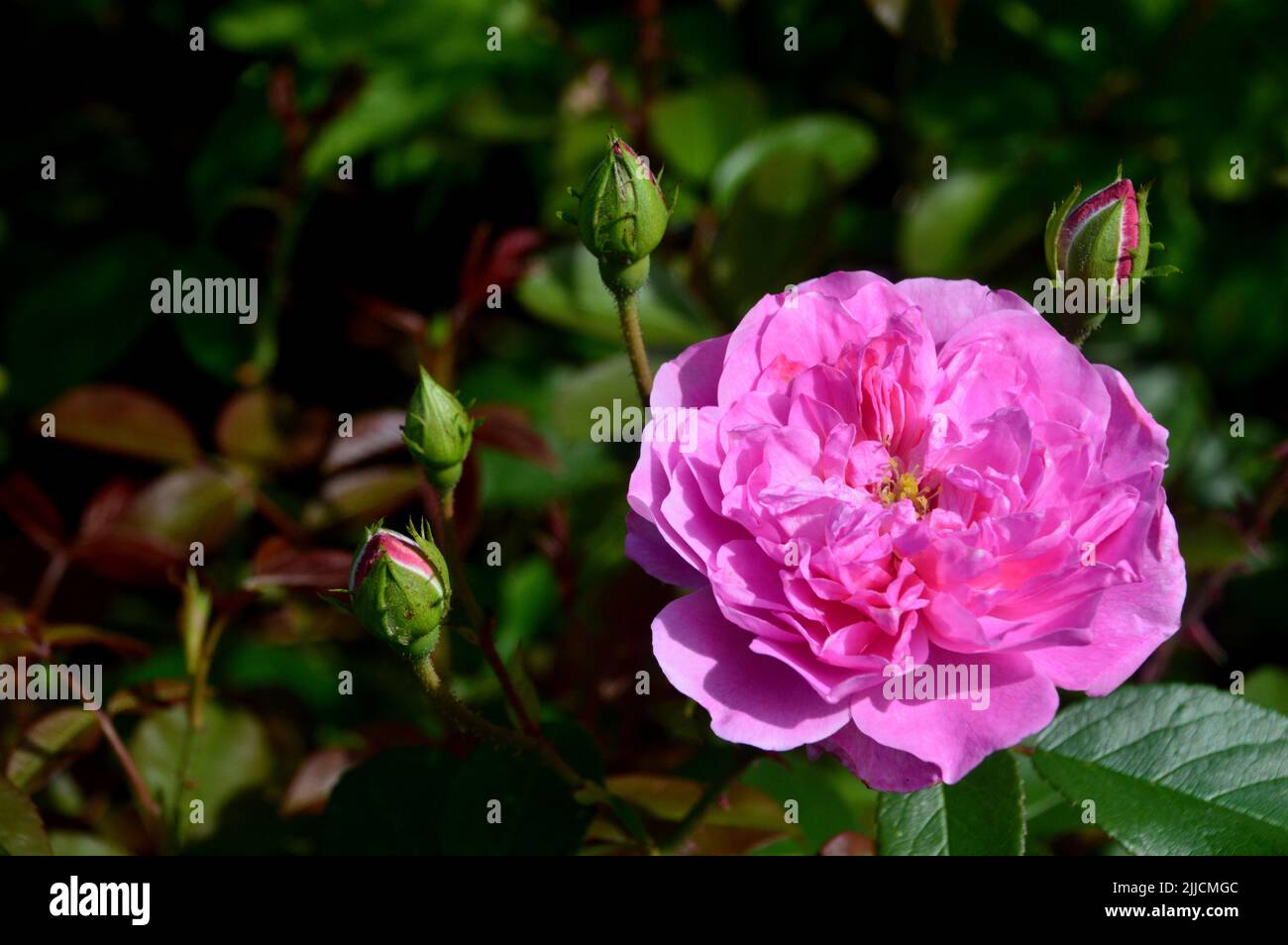 Single Pink Harlow Carr Rosa (Aushouse) Double David Austin Rose grown ...