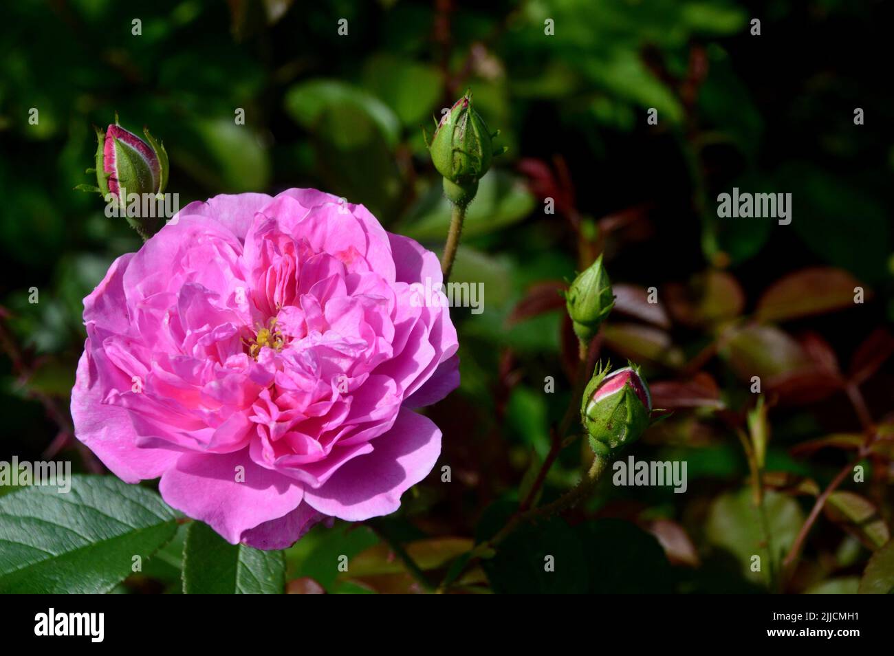 Single Pink Harlow Carr Rosa (Aushouse) Double David Austin Rose grown ...
