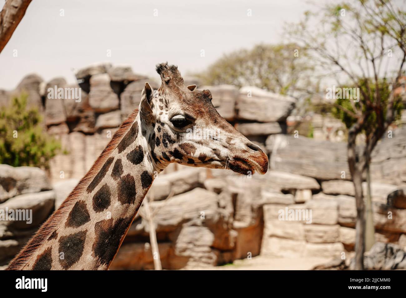 A tall giraffe inside the bricks on the zoo Stock Photo - Alamy