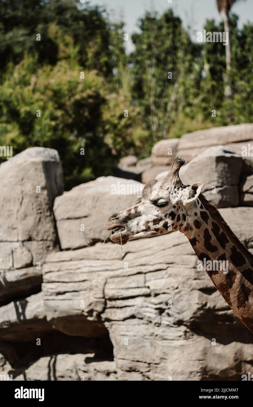 A tall giraffe inside the bricks on the zoo Stock Photo - Alamy