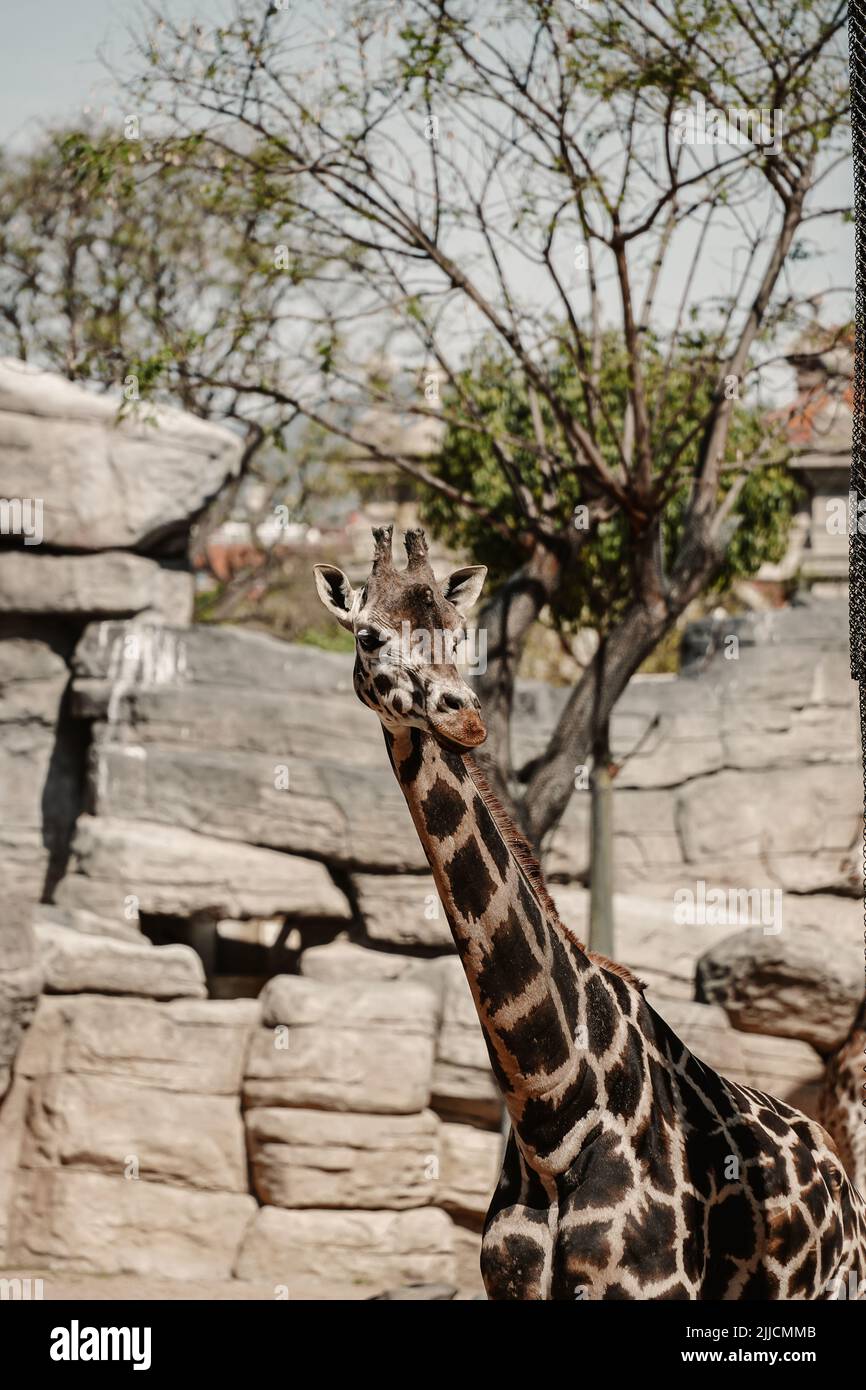 A tall giraffe inside the bricks on the zoo Stock Photo - Alamy