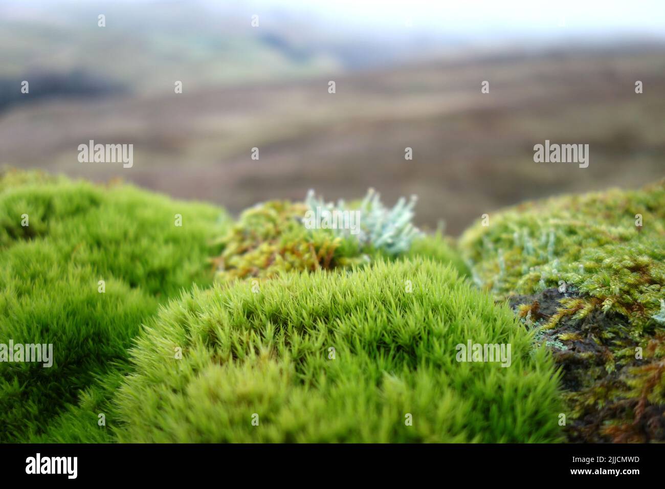Close up of Different Varieties of Moss on Top of a Stone Wall near Cam ...