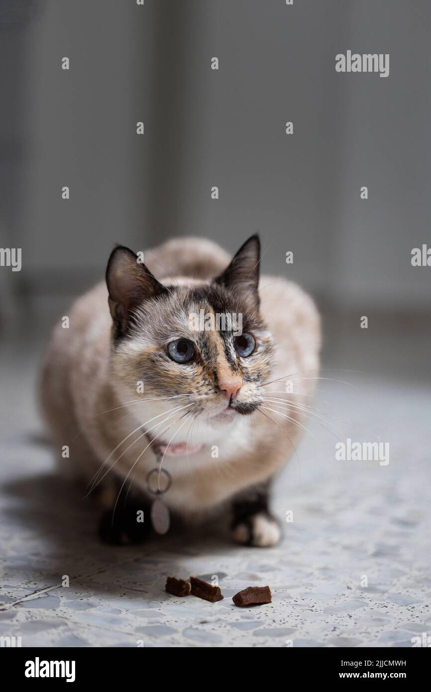 Beautiful house cat looking forward Stock Photo - Alamy