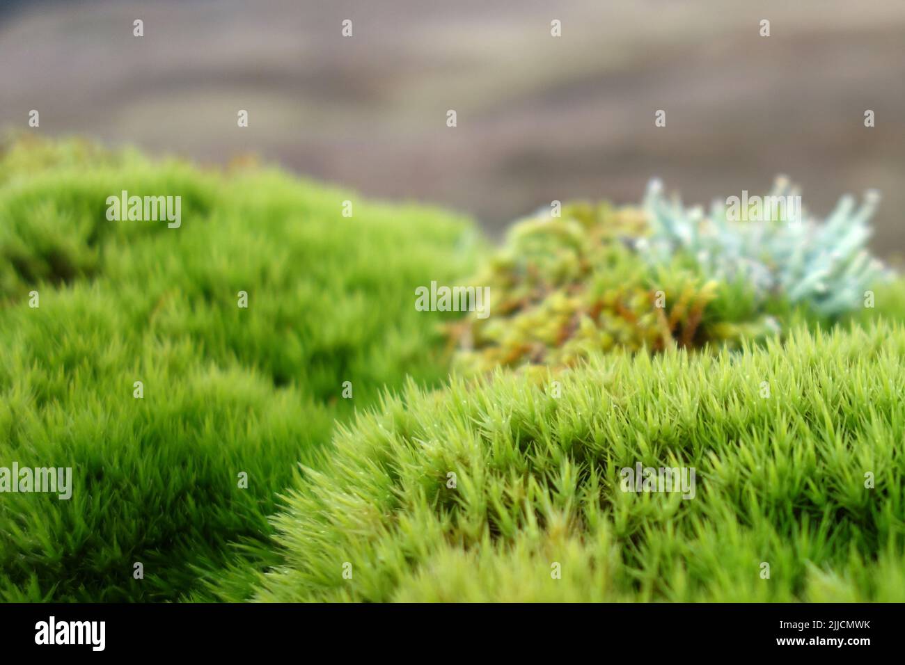Moss covered wall hi-res stock photography and images - Alamy