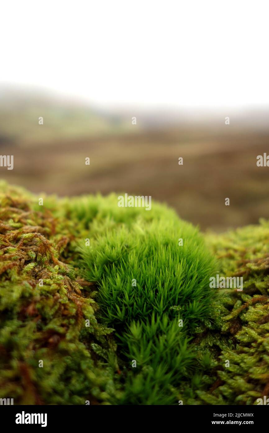Moss covered wall hi-res stock photography and images - Alamy