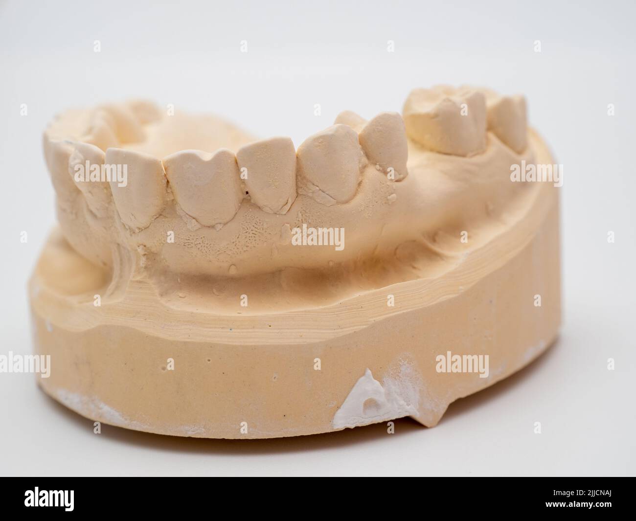 Plaster model or cast of human teeth. Teeth model on a white background ...