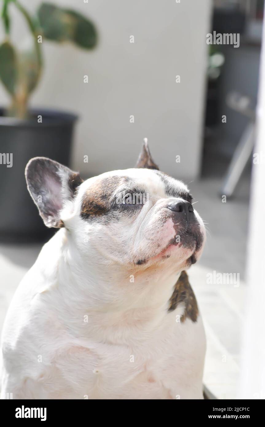 dog or french bulldog, French bulldog or old dog at home Stock Photo ...