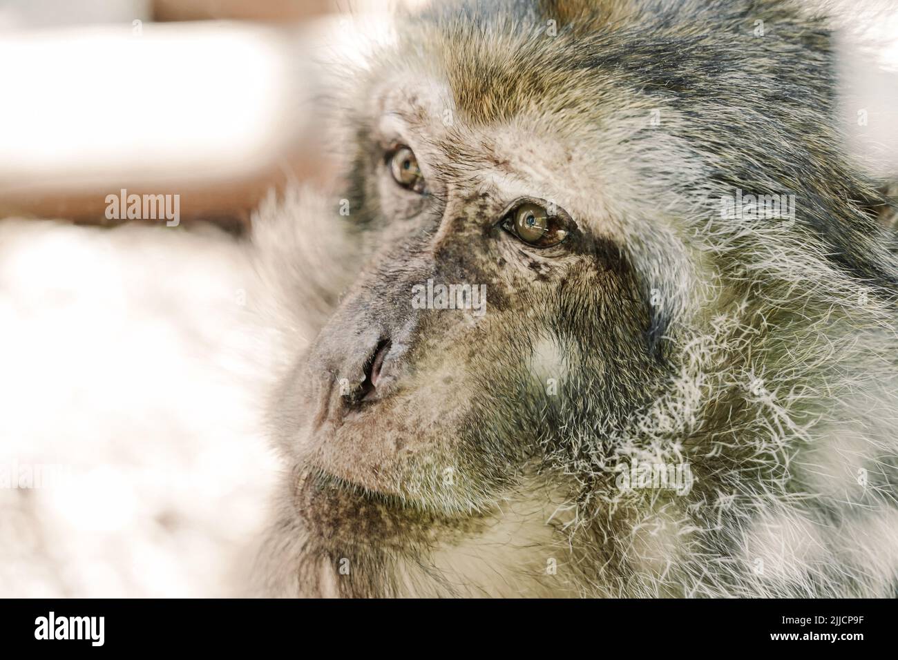 A hairy monkey staring at someone Stock Photo - Alamy
