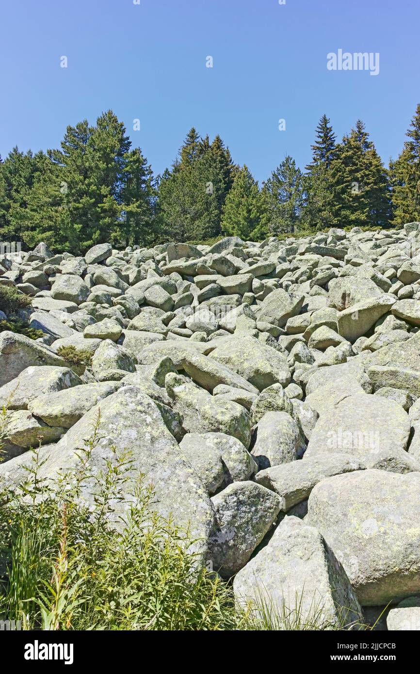 Summer landscape of Vitosha Mountain near Aleko hut, Sofia City Region ...