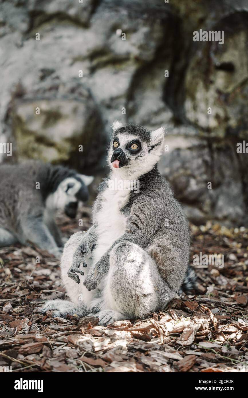 A galago lemur sitting on the ground in the zoo Stock Photo - Alamy