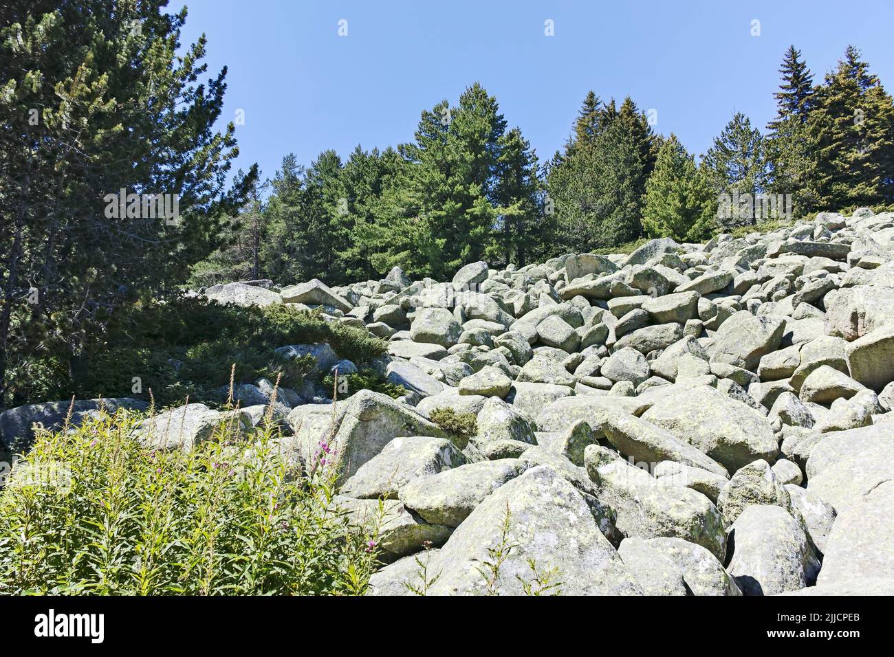 Summer landscape of Vitosha Mountain near Aleko hut, Sofia City Region ...