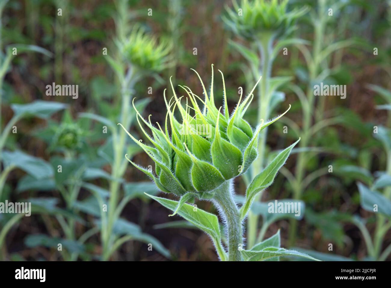 Unopened sunflower hi-res stock photography and images - Alamy