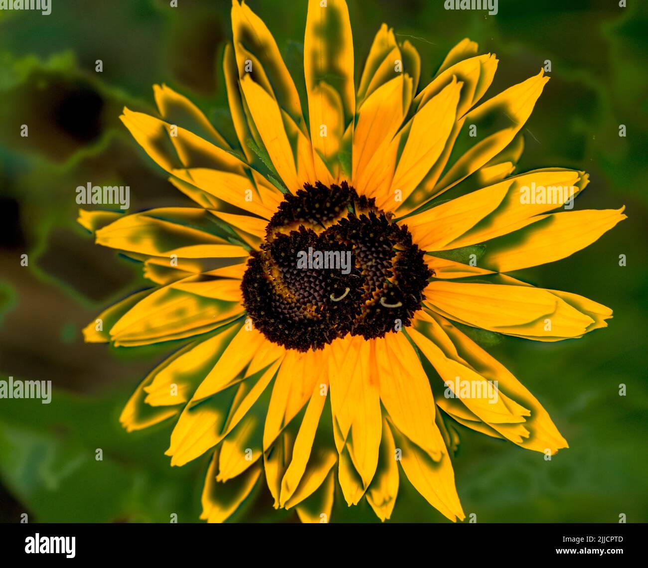 Black eyed susan flower images hi-res stock photography and images - Alamy