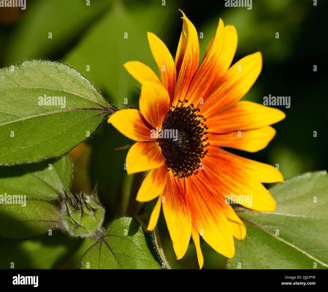 Orange and Yellow single sunflower (Helianthus spp Stock Photo - Alamy