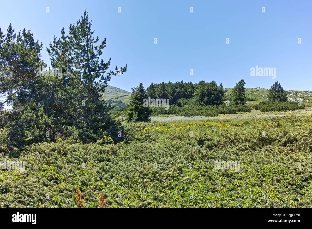 Summer landscape of Vitosha Mountain near Aleko hut, Sofia City Region ...