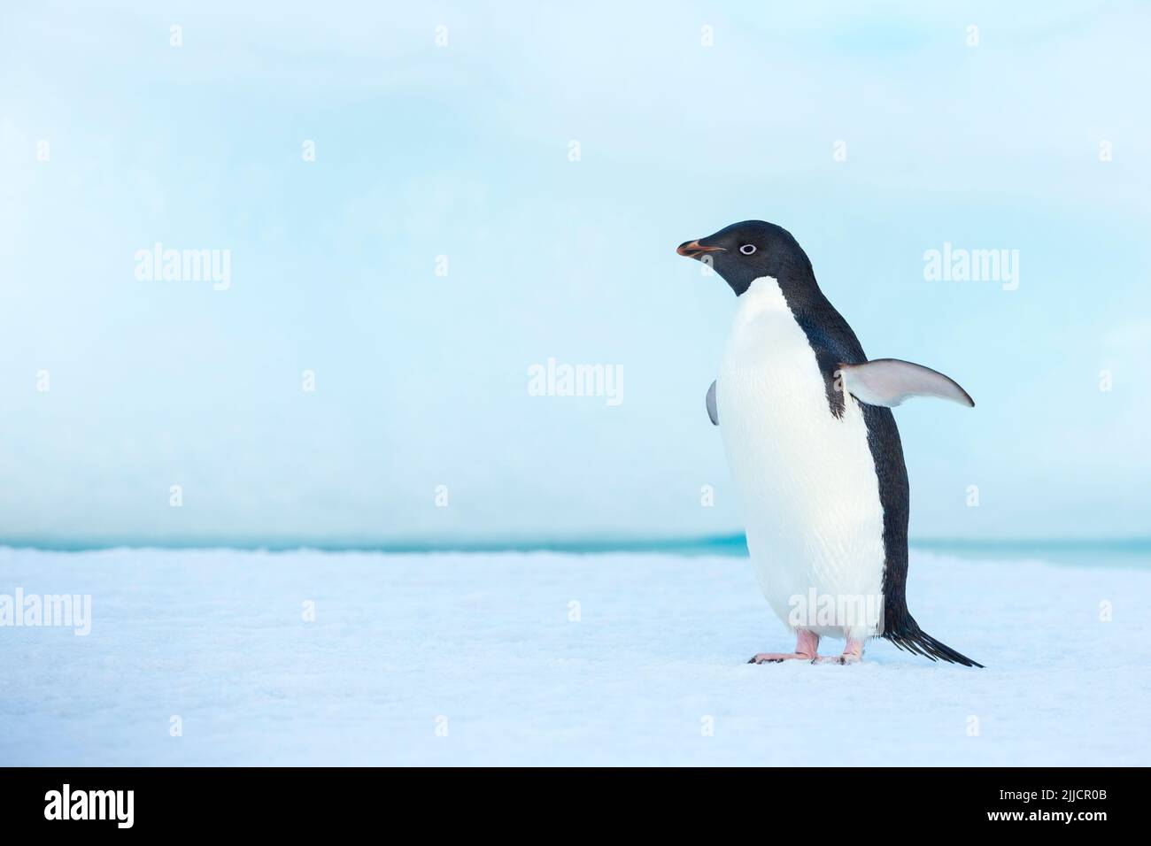Adelie penguin Pygoscelis adeliae, adult, wing-stretching on iceberg ...