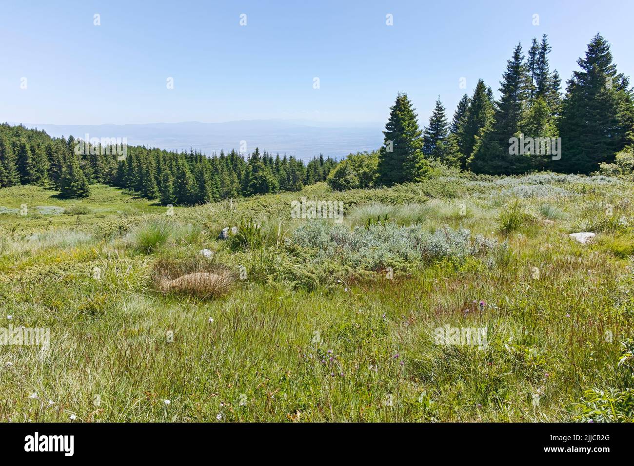 Summer landscape of Vitosha Mountain near Aleko hut, Sofia City Region ...