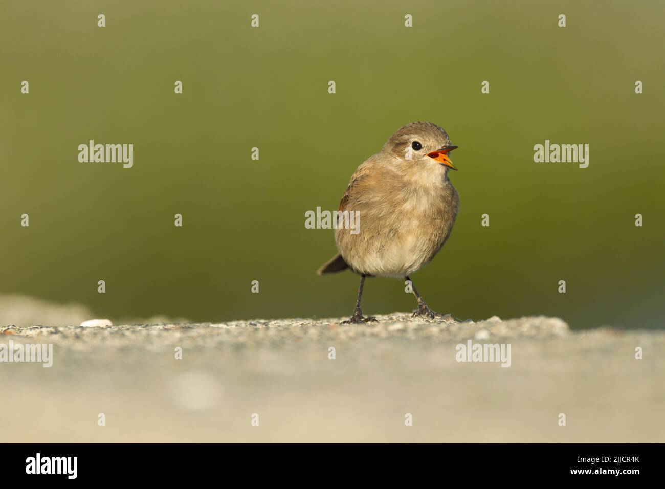 Austral negrito Lessonia ruf, adult female, walking on seawall, El ...