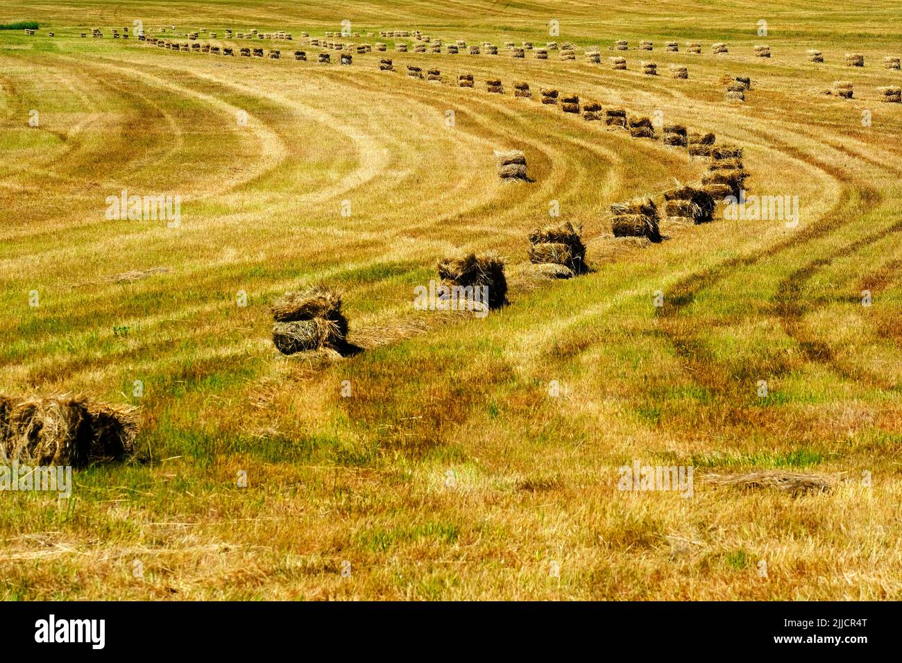 Bales of hay or straw with two strings harvesting in farm field ready ...