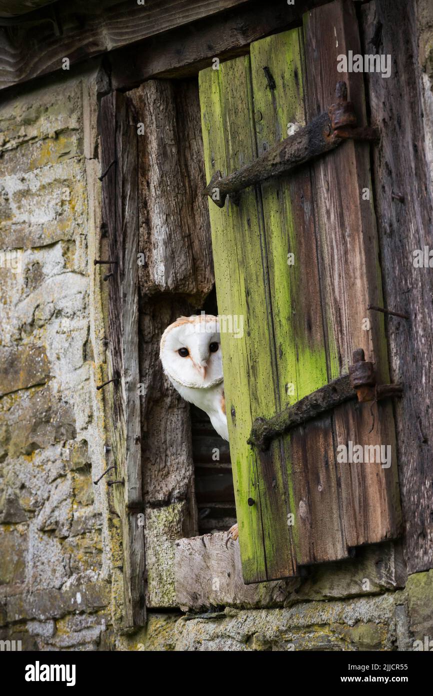 Barn owl Tyto alba (captive), adult perched in rustic barn window ...