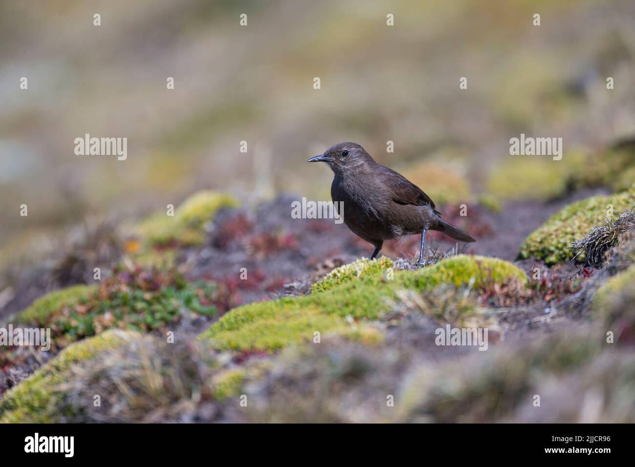 Blackish cinclodes Cinclodes antarcticus maculirostris, walking in ...
