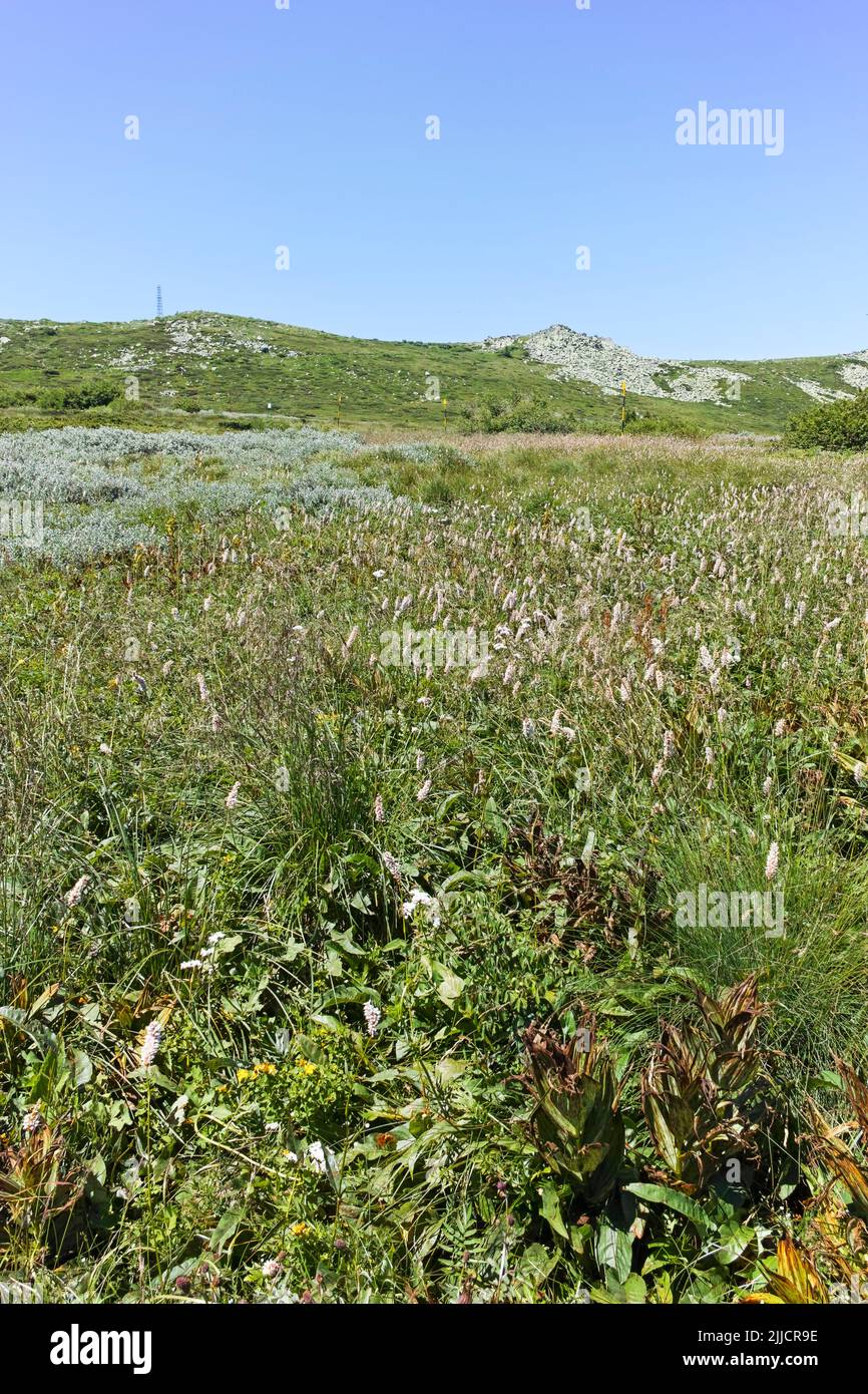 Summer landscape of Vitosha Mountain near Aleko hut, Sofia City Region ...