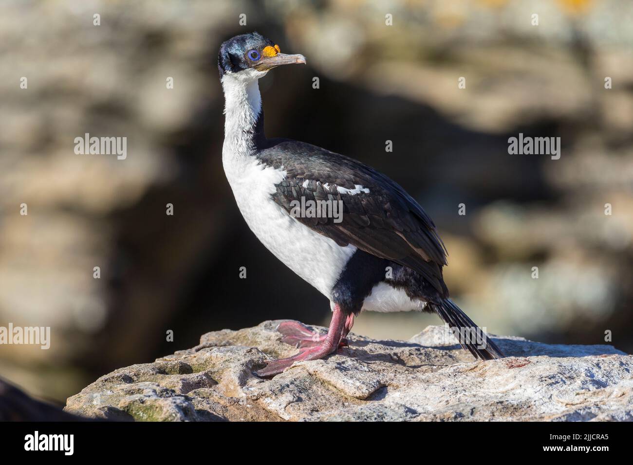 Blue-eyed shag Phalacrocorax atriceps atriceps, adult, perched on rocky ...