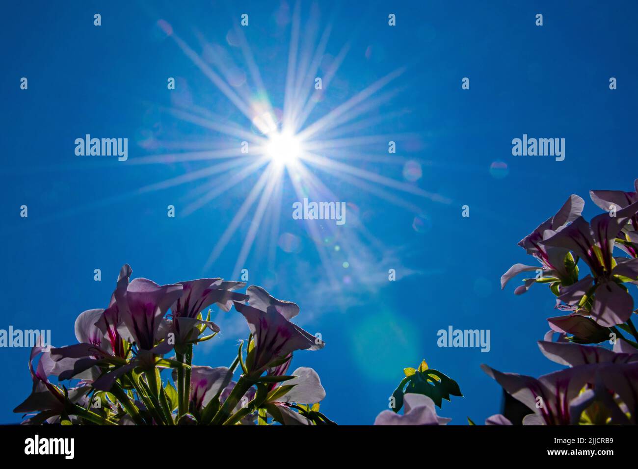 Full sun image hi-res stock photography and images - Alamy