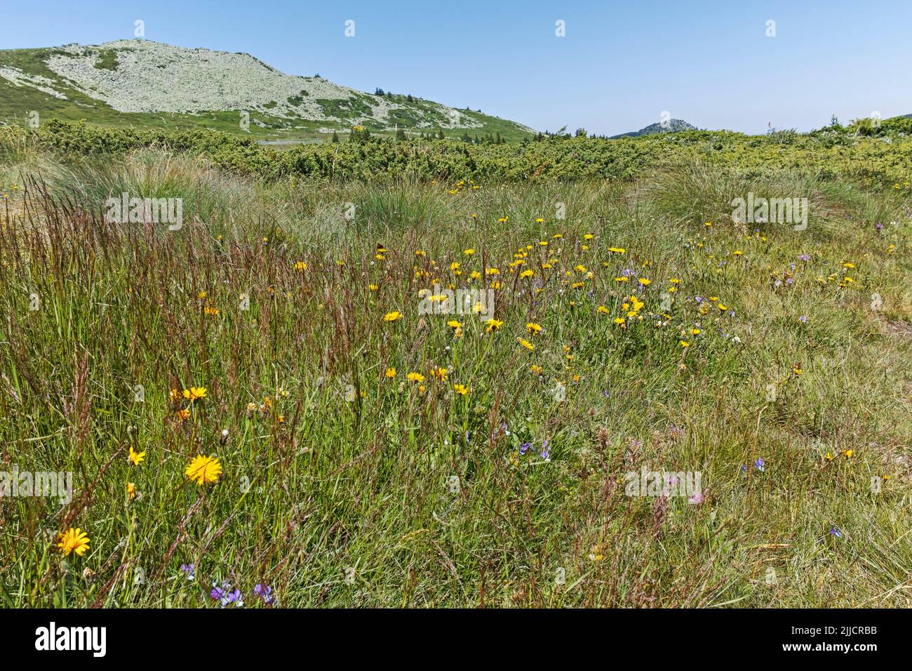 Summer landscape of Vitosha Mountain near Aleko hut, Sofia City Region ...
