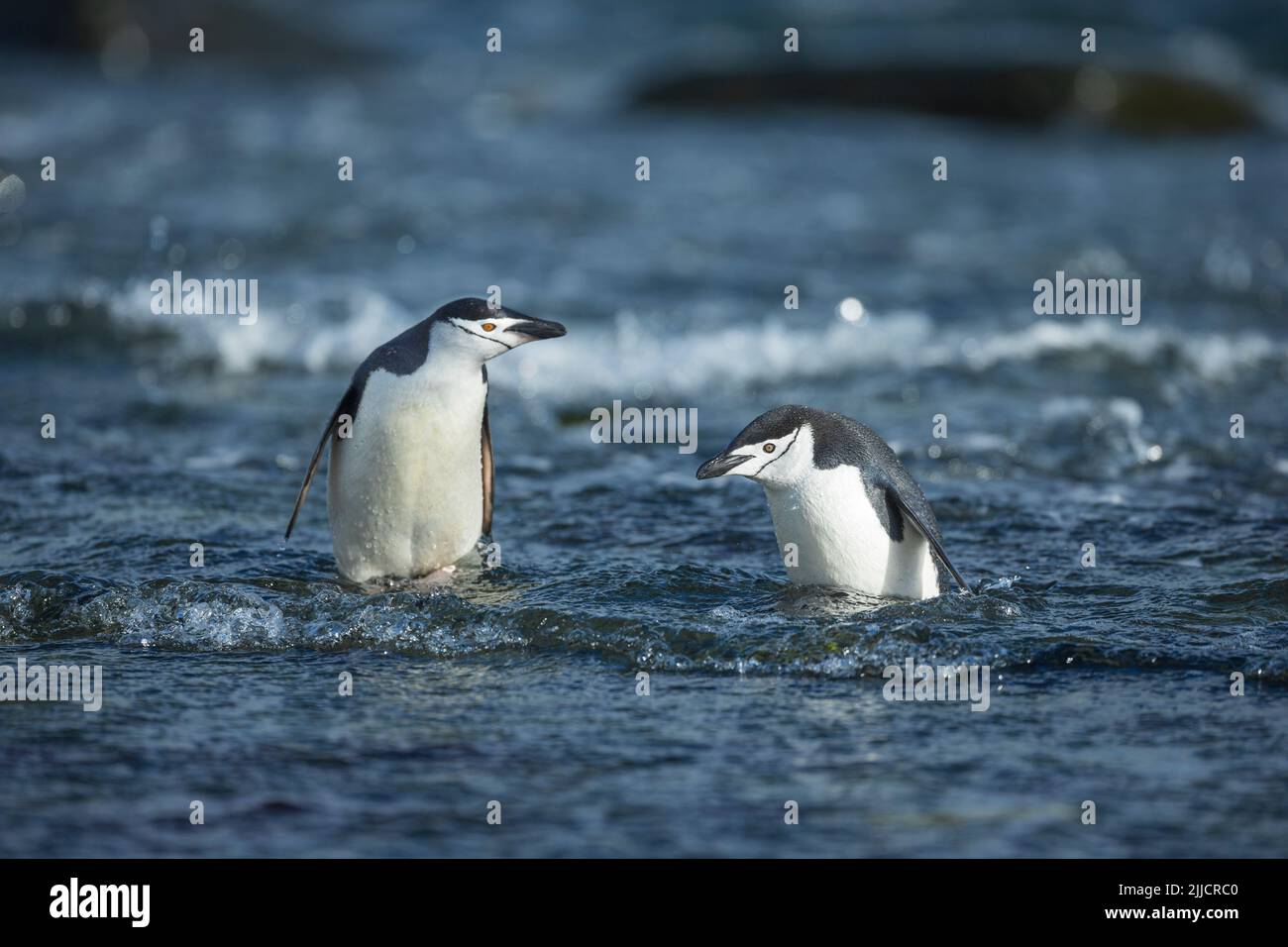 Chinstrap penguin Pygoscelis antarctica, adults, bathing in ocean, Cape ...