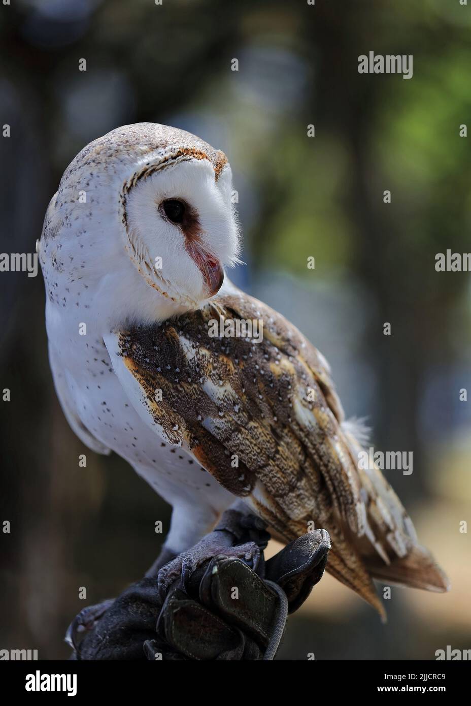 083 Barn owl, the most widespread species of owl in the world. Brisbane ...