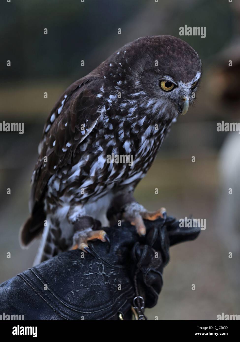 Winking Owl Clipart Image