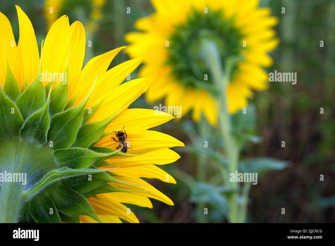 Yellow back bee hi-res stock photography and images - Alamy