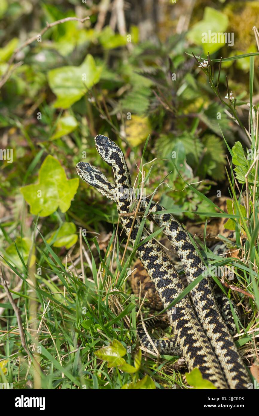 Two male adders hi-res stock photography and images - Alamy